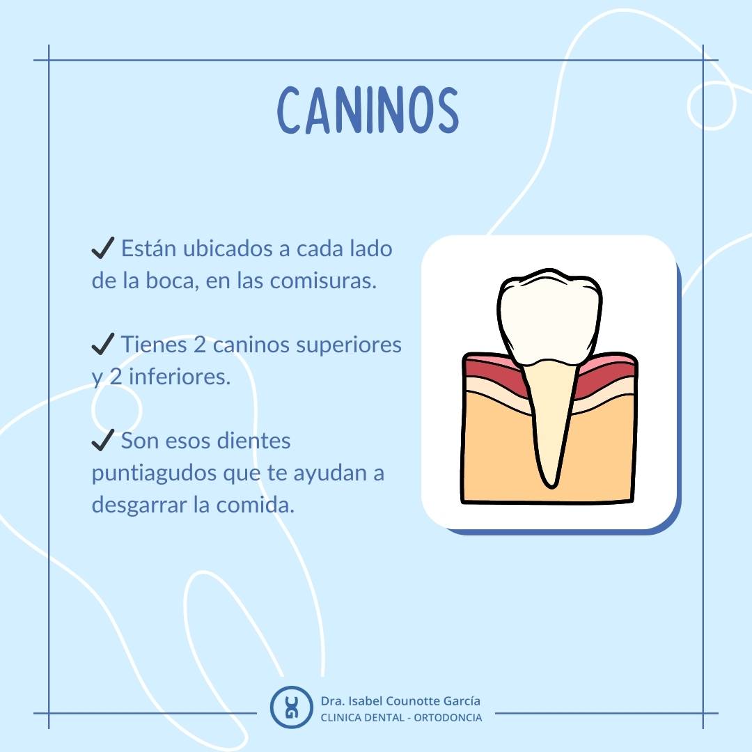 Tus dientes y sus características - Clinica Dental Dra Isabel Counotte